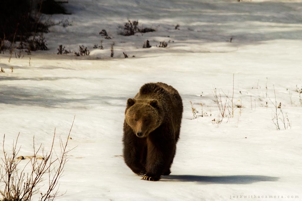 Grizzly Bear – jerk with a camera